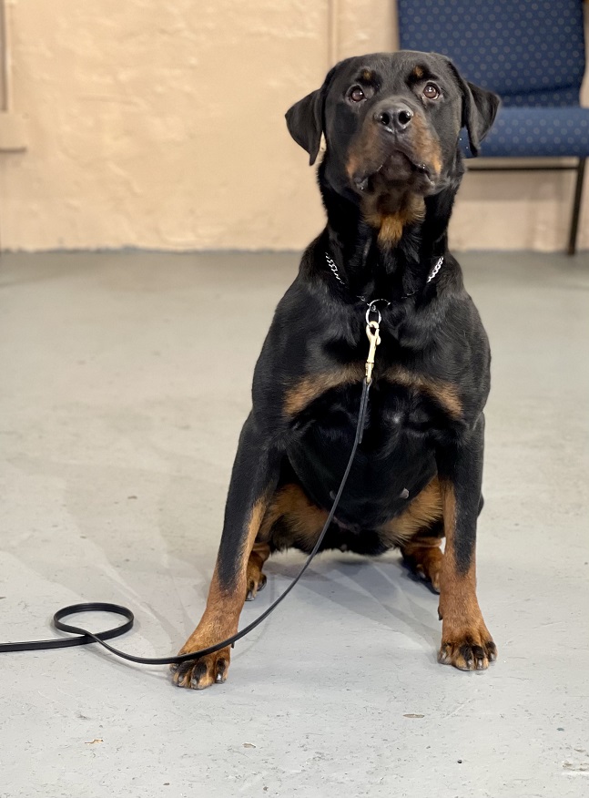 Roxy, Female Rottweiler with tail – Man's Best Friend