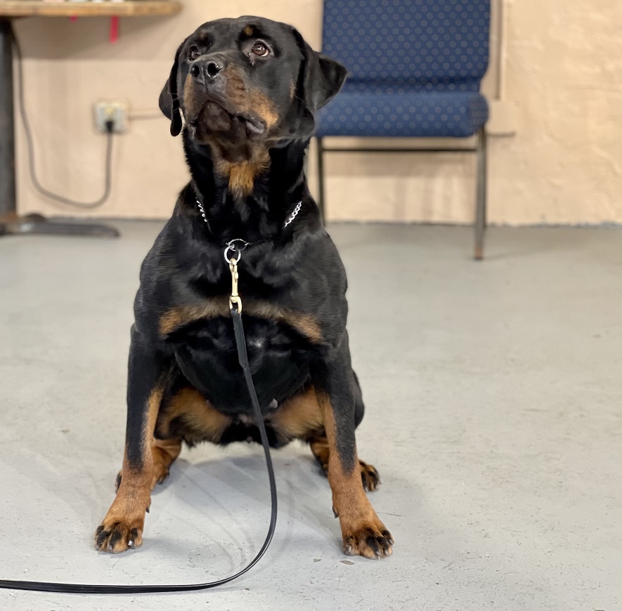 Roxy, Female Rottweiler with tail – Man's Best Friend