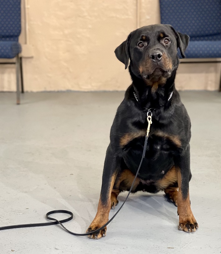 Roxy, Female Rottweiler with tail – Man's Best Friend