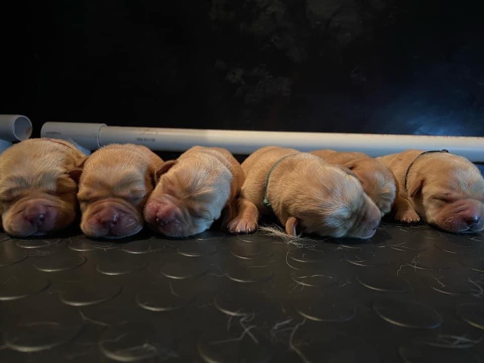 Trained Female Yellow Lab Puppy – Man's Best Friend