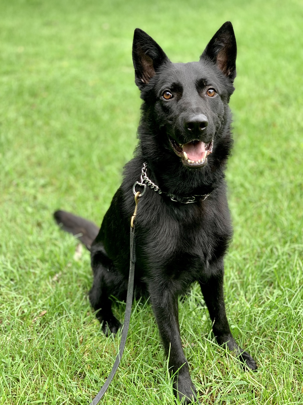 Apollo, On and off leash trained Working Line German Shepherd For Sale ...