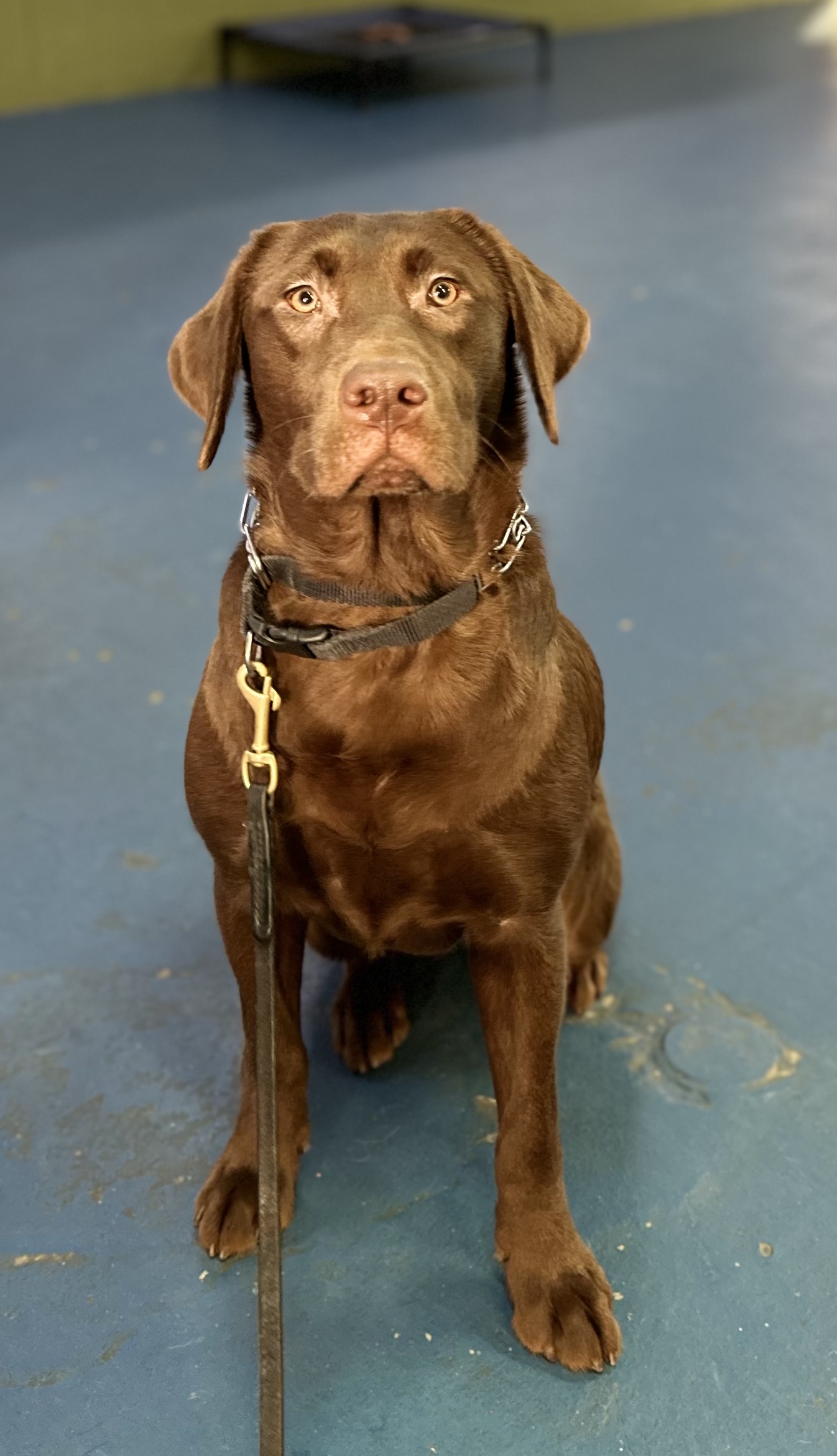 Tweety – Chocolate Labrador Retriever – Man's Best Friend