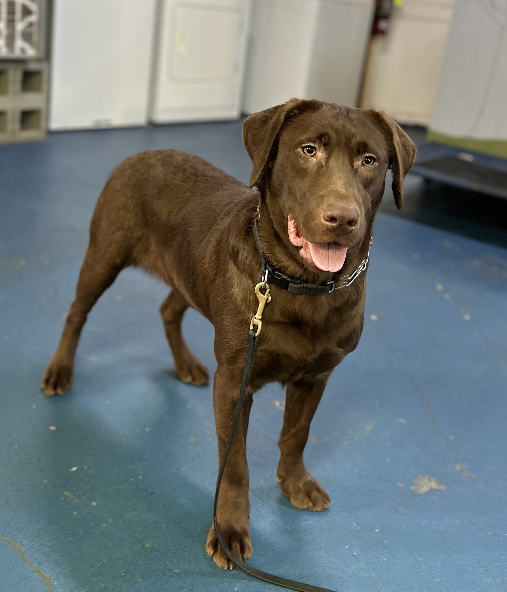 Tweety – Chocolate Labrador Retriever – Man's Best Friend