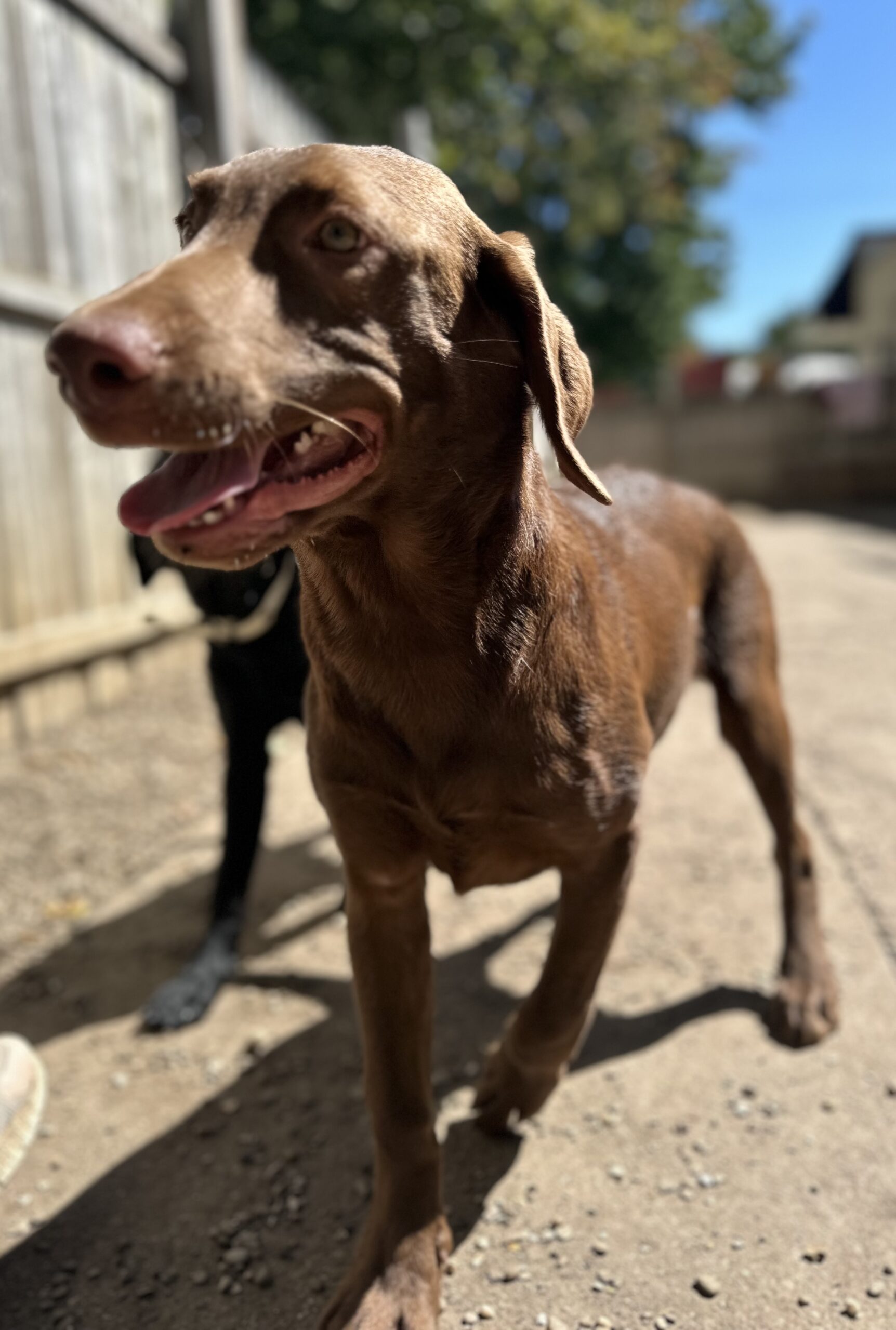 Speedy – Chocolate Labrador Retriever – Man's Best Friend