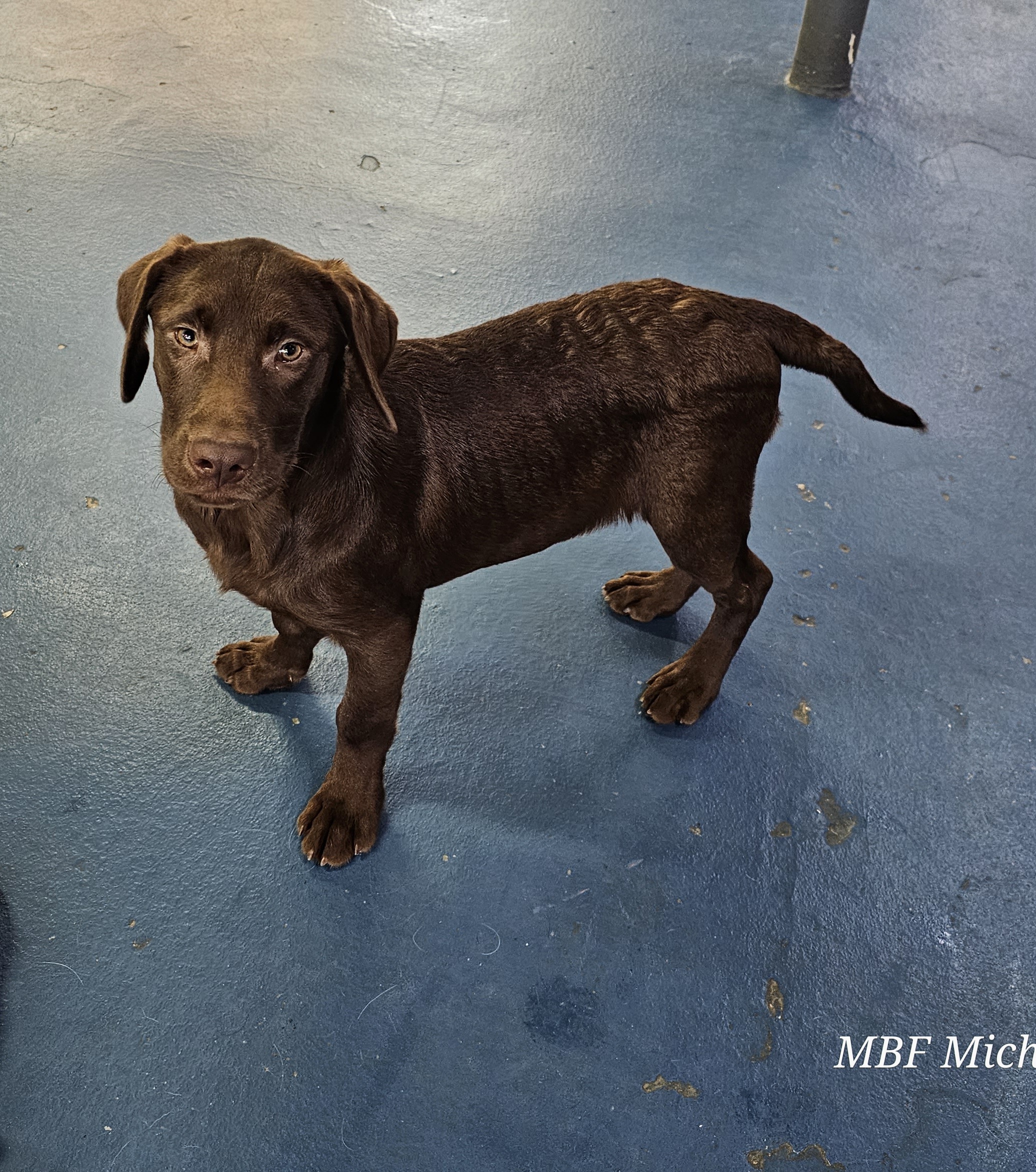 Tweety – Chocolate Labrador Retriever – Man's Best Friend