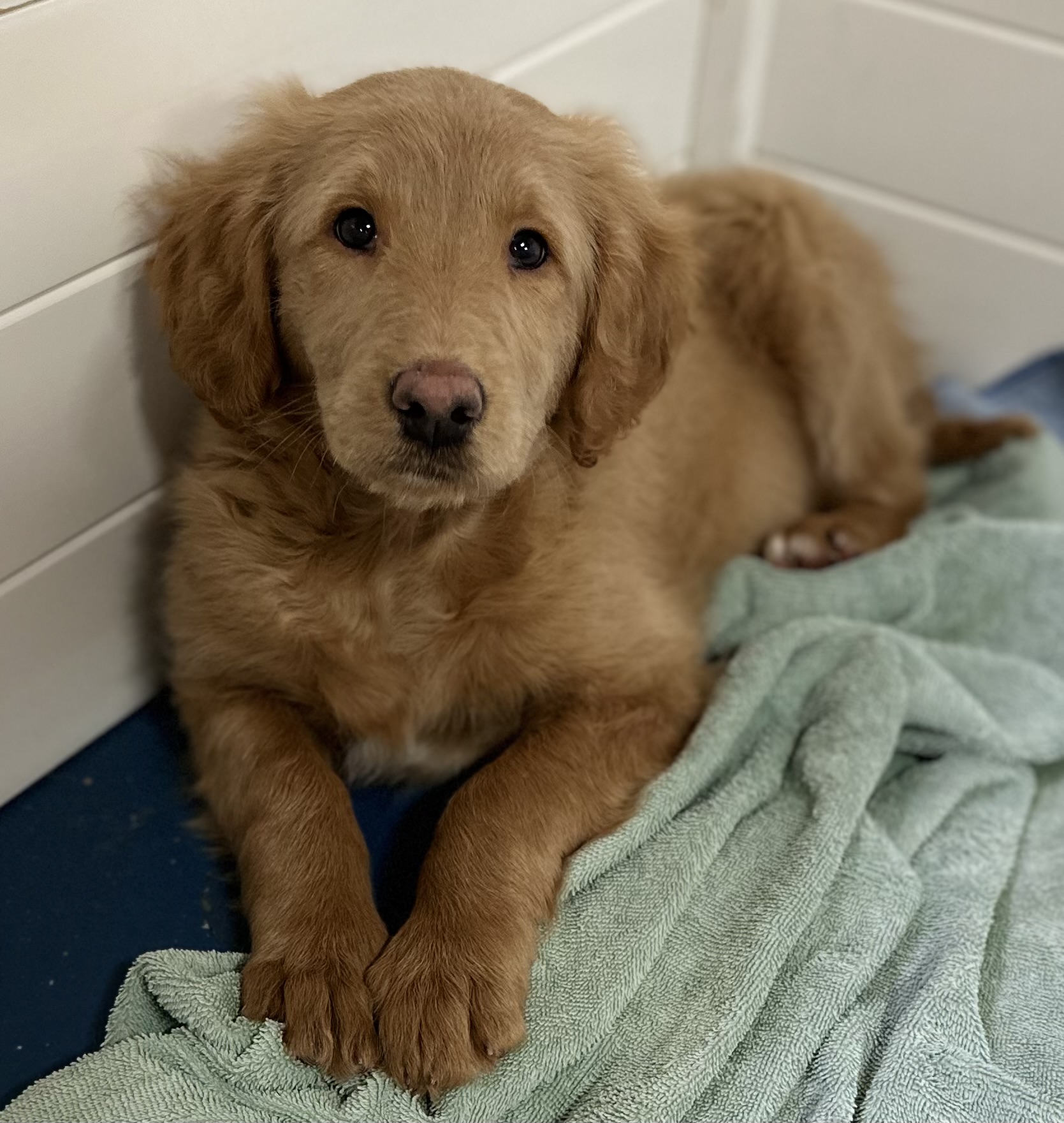 Snickerdoodle – Goldendoodle – Man's Best Friend