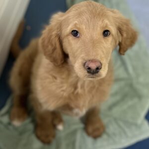 Snickerdoodle – Goldendoodle – Man's Best Friend